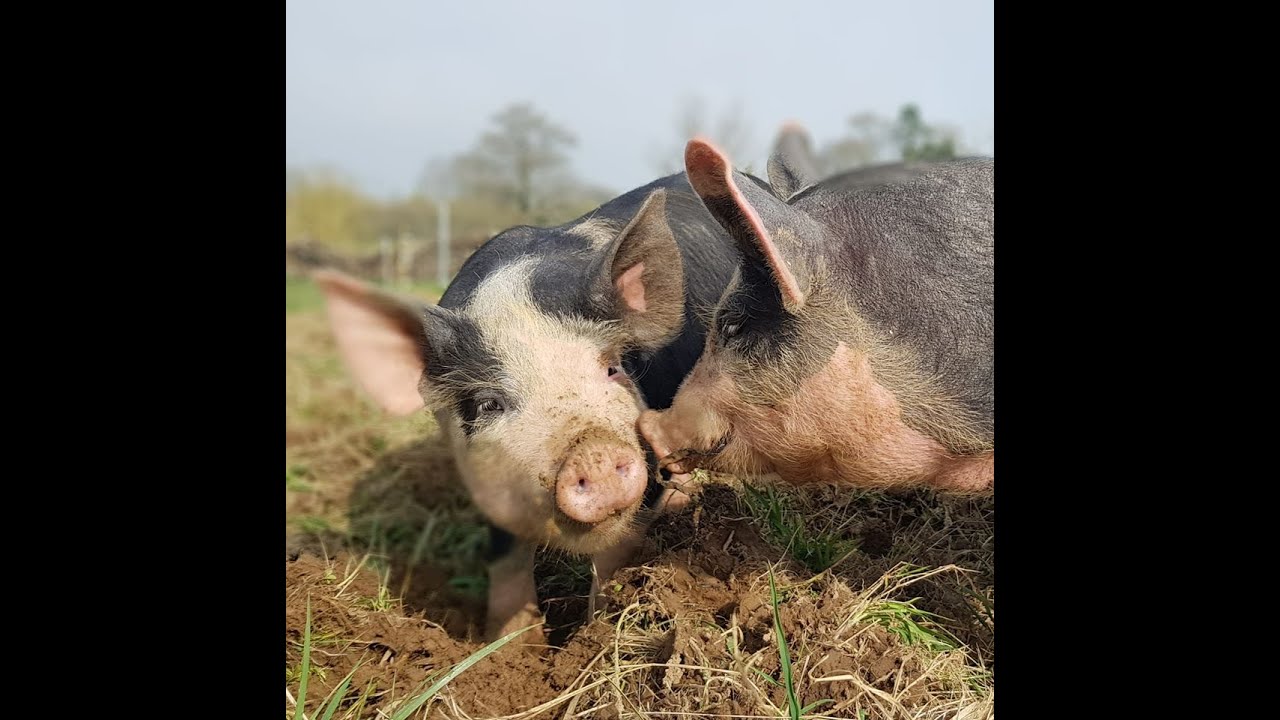 Permaculture Pigs- Their uses and benefits - YouTube