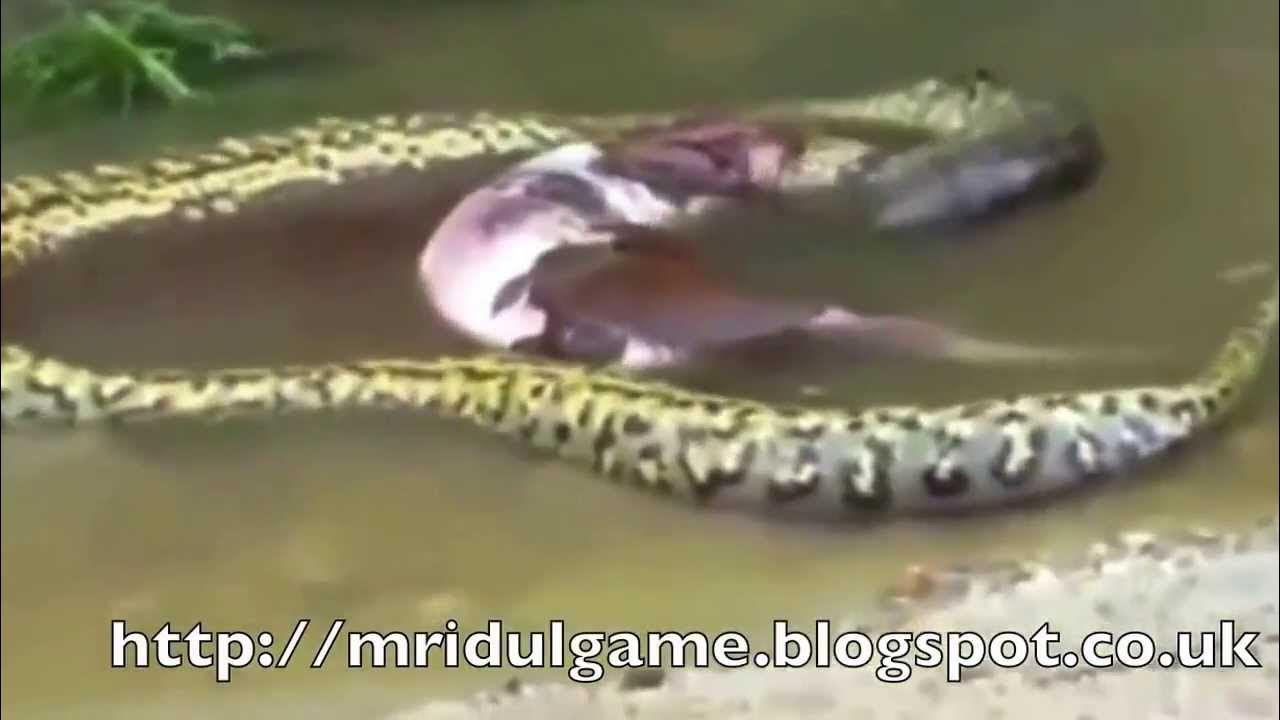 Anaconda eat a cow - YouTube