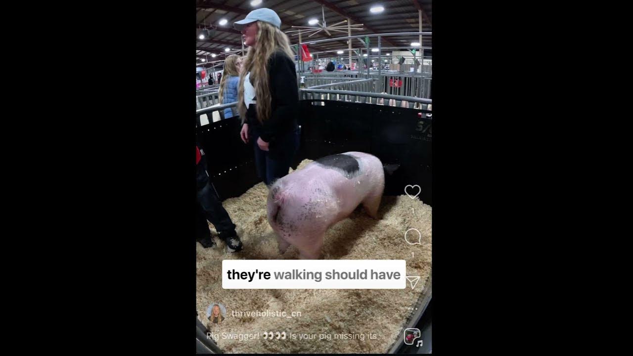 Pig Swagger! 👀👀 - YouTube