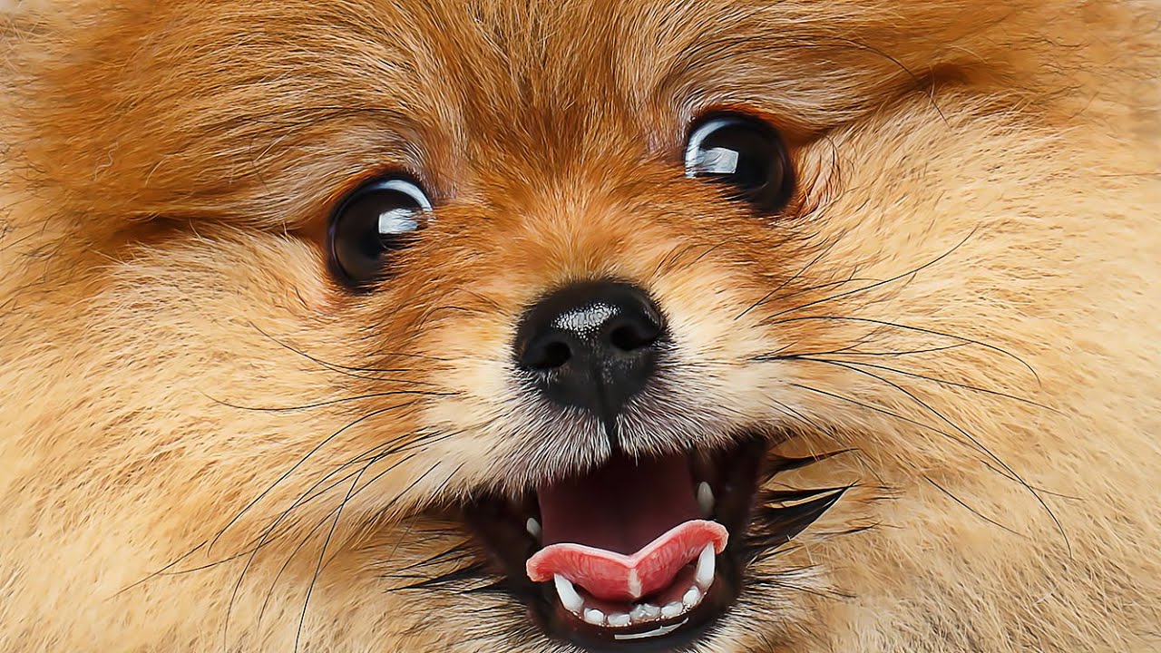 Top Facts About Dogs. Sounds of Dogs - YouTube