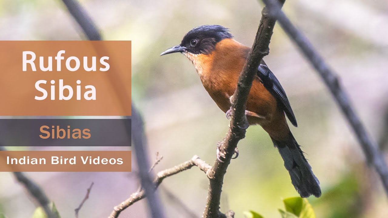 Rufous sibia ( Heterophasia capistrata)Himalayan orange bird / Behaviour and Call of Rufous ...