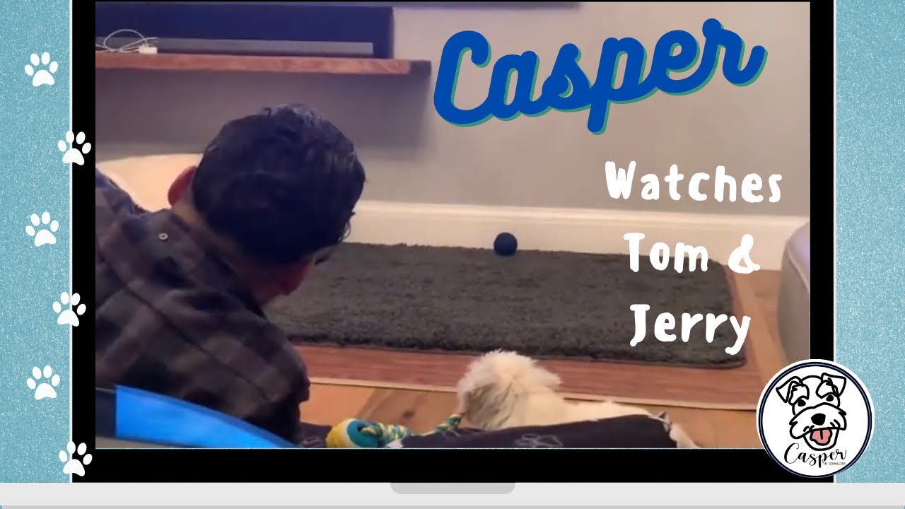 Casper enjoying Tom and Jerry | White Miniature Schnauzer - YouTube