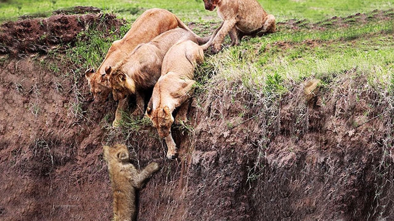 Amazing Young Lion Help A Paralyzed Lion Cub To Find Food - YouTube