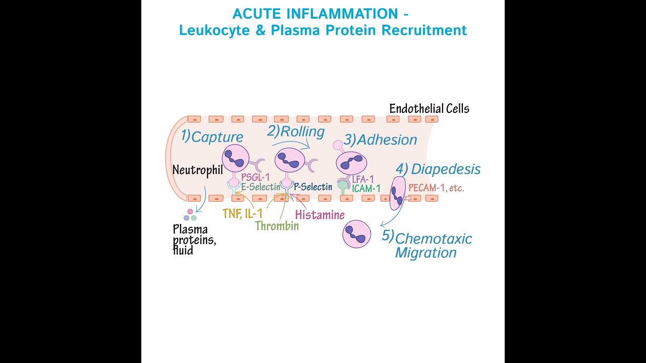 Steps of Acute Inflammation part 2 | Pathology | Physio Class - YouTube