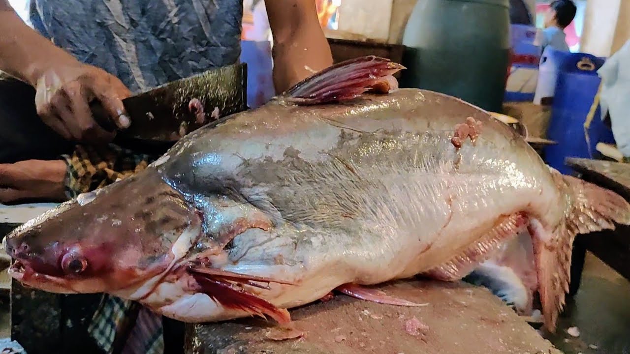 Huge Catfish Cutting By A Expert Fish Cutter। Amazing Fish Cutting ...