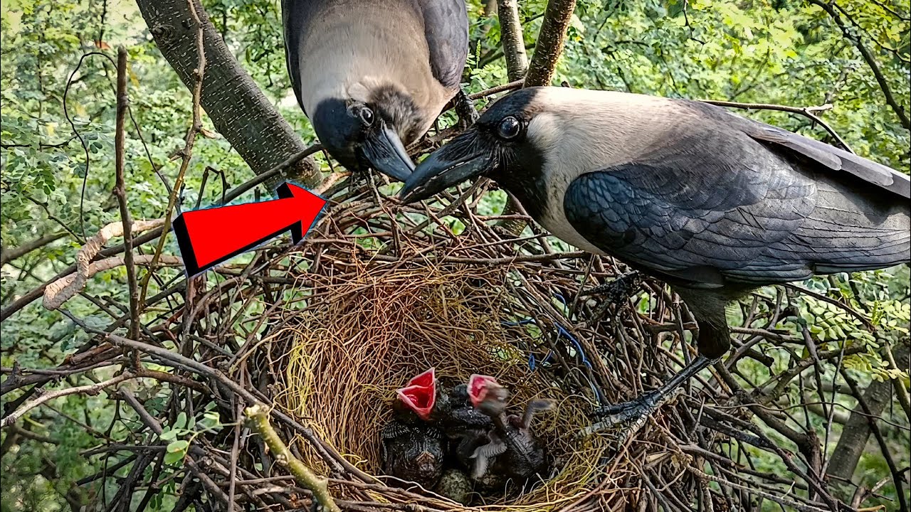 Crow is trying to get food out of another crow's mouth @BirdsofNature107 - YouTube