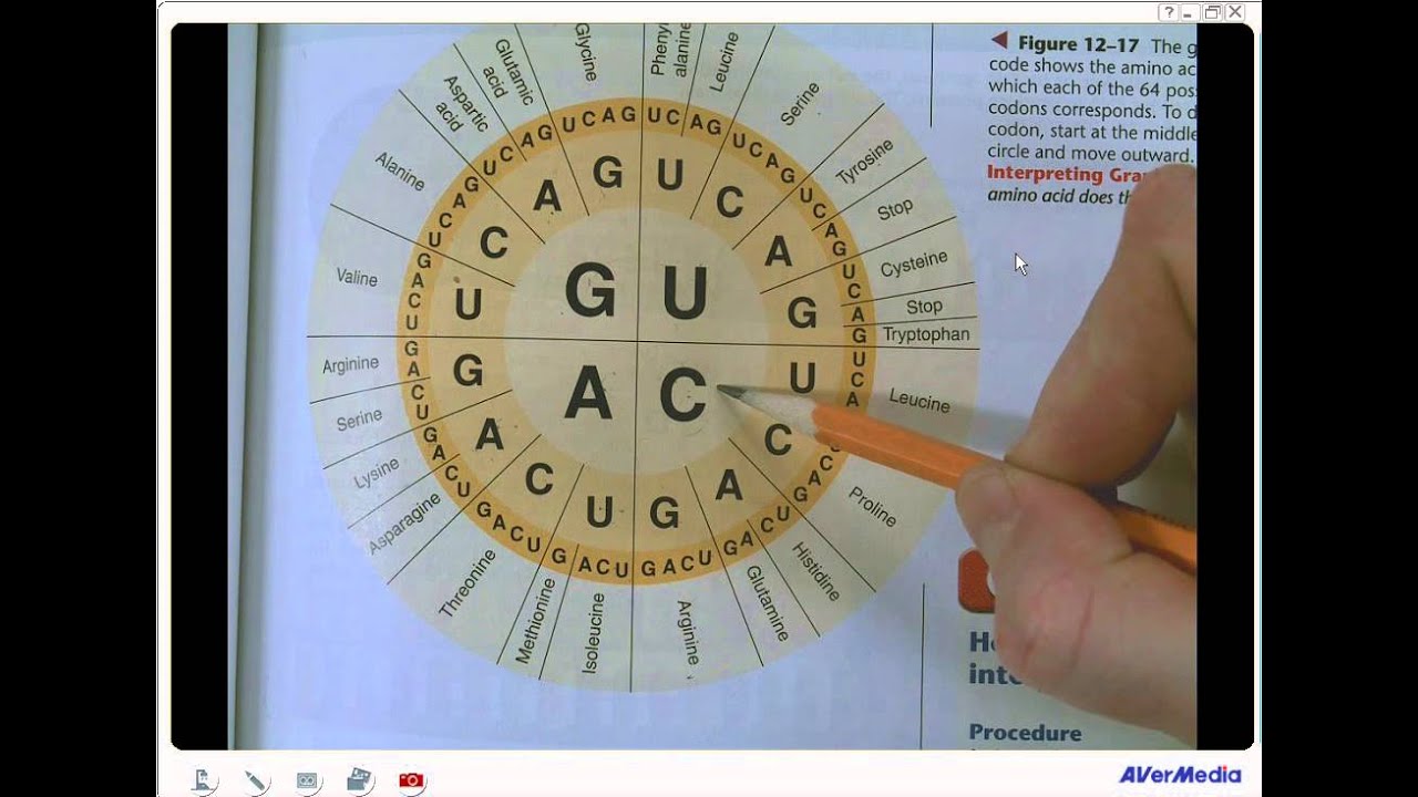 AP Biology Chapter 17 From Gene to Protein Part 3 - YouTube
