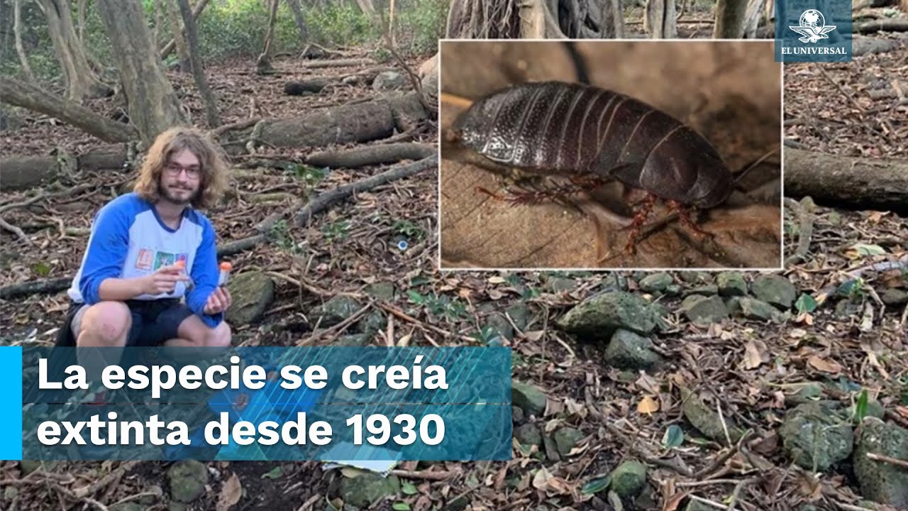 Conoce a la cucaracha gigante que fue redescubierta en Australia - YouTube
