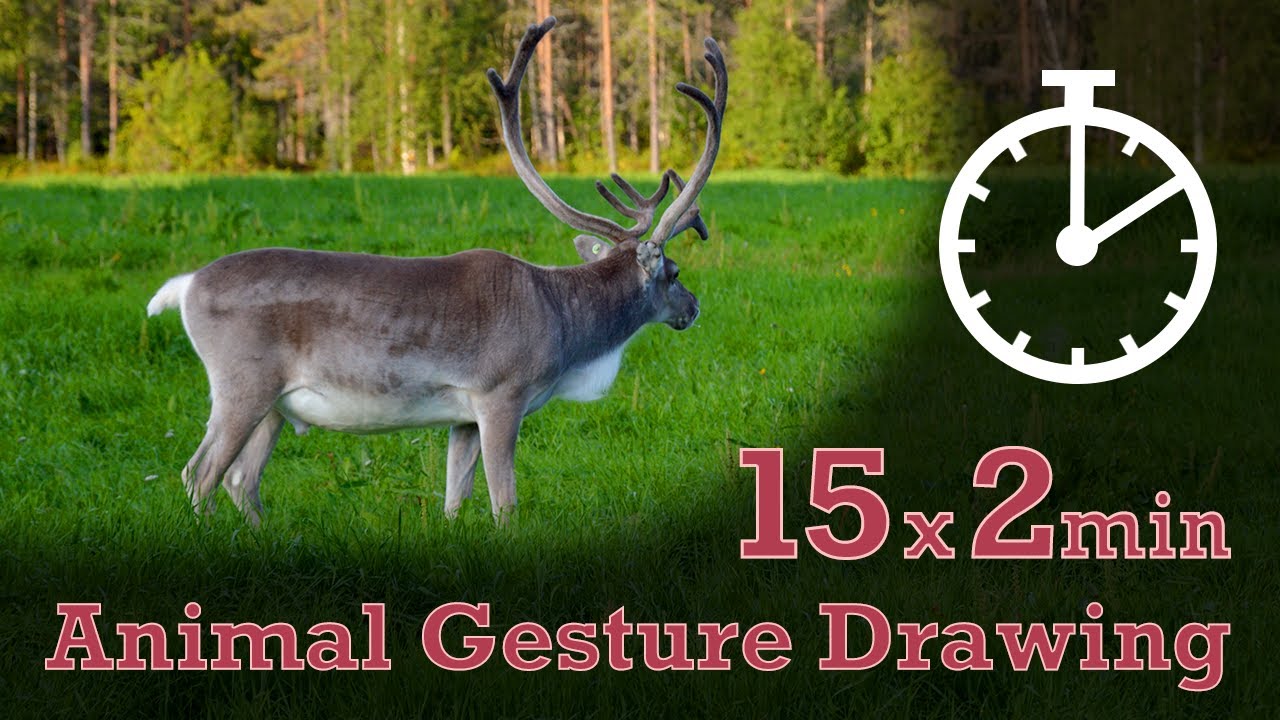 Animal Drawing References #58 - 15x2min poses - Reindeer - YouTube