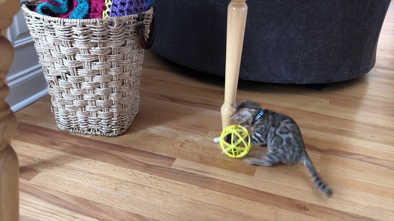 Play N Squeak Toy - YouTube