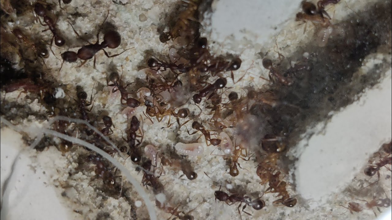 FULL ANT ROOM TOUR! - YouTube