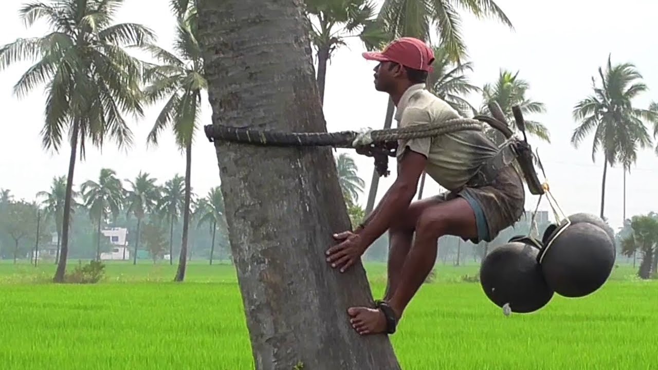 Taadi - Toddy palm sap juice | Asian palmyra palm wine | Taati kallu ...