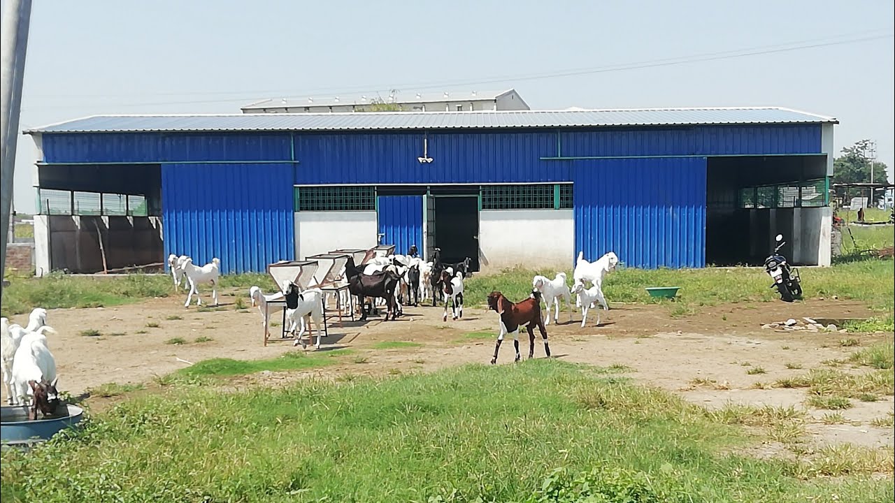Part- 3 Sharif patel goat farm information, Indore - YouTube