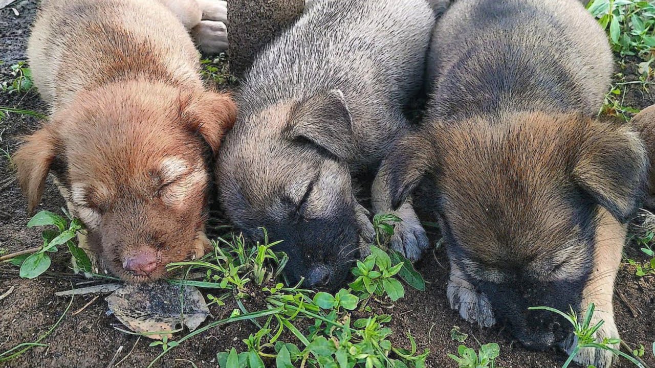 The little dog is more than 60 days old, and its ears are starting to ...