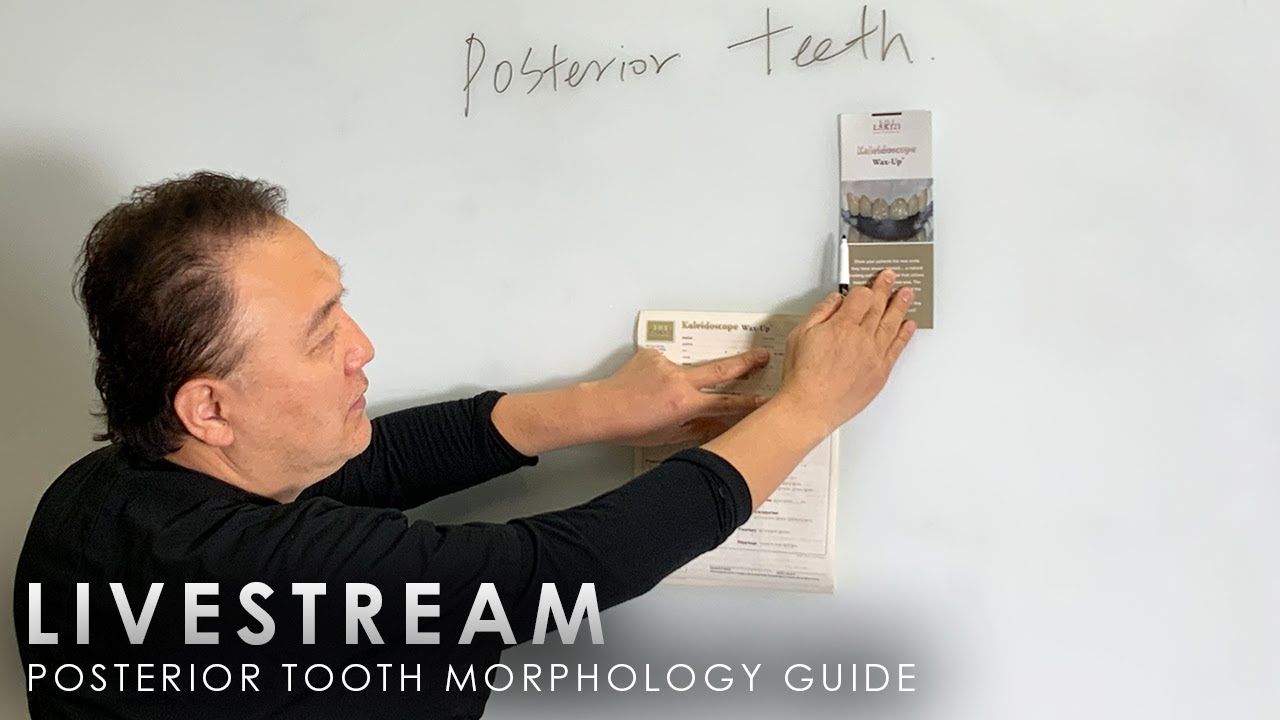Posterior Tooth Morphology Guide - YouTube