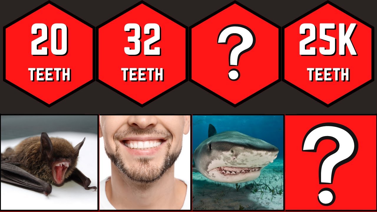 Comparison: Animals with Most Teeth | Animals Teeth Count - YouTube