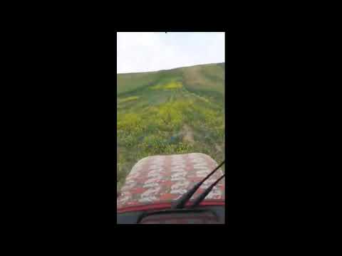 Kırşehir'de Ekinleri ''Cüce Hastalığı'' Vurdu