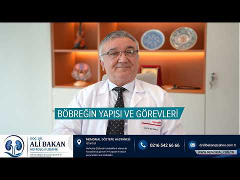 BÖBREĞİN YAPISI VE GÖREVLERİ #böbrek #böbrekyapısı #böbrekgörevleri #nefron #sağlık #anatomi