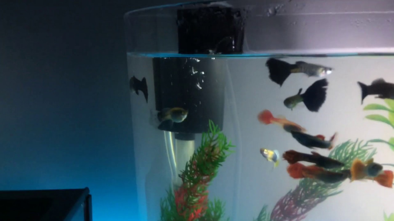 Showing all my aquariums and pets! - YouTube