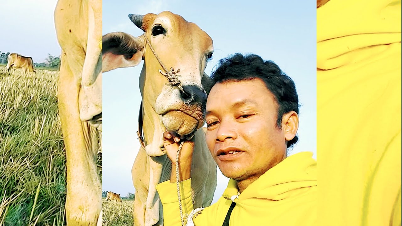 Brahman breed, calf breed TK 007 - YouTube