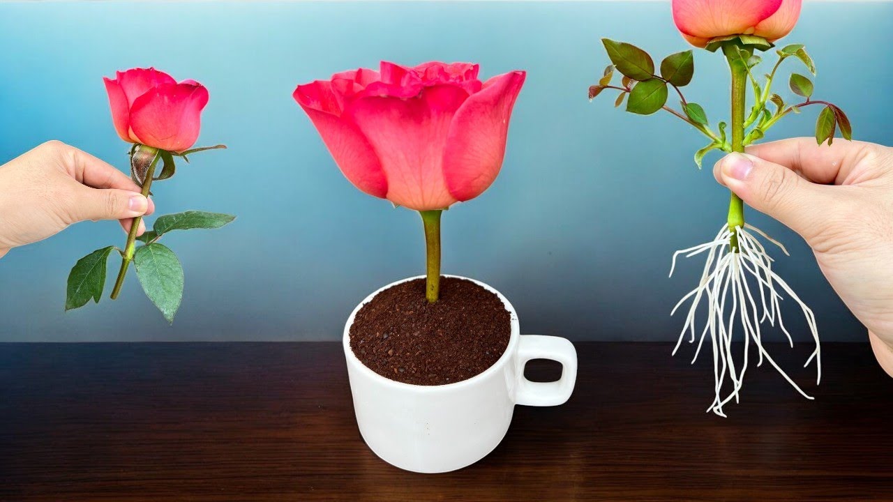How to make roses sprout and root overnight?? The answer is coffee ...