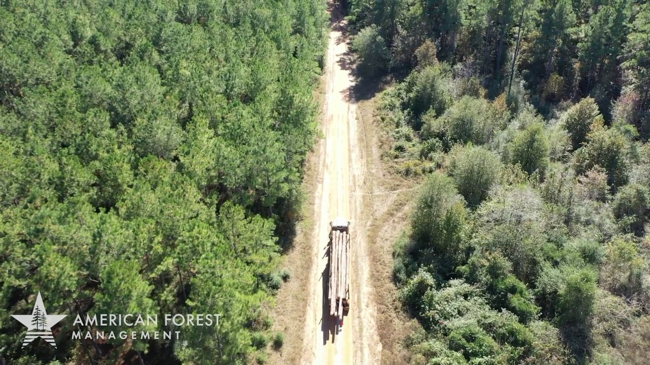 Lusk Timberlands - San Jacinto County, Texas - YouTube