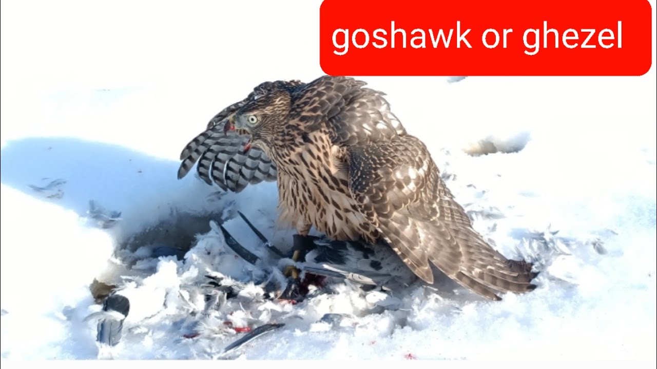 Goshawk attacks magpie#goshawk #falconry #sparrowhawk - YouTube
