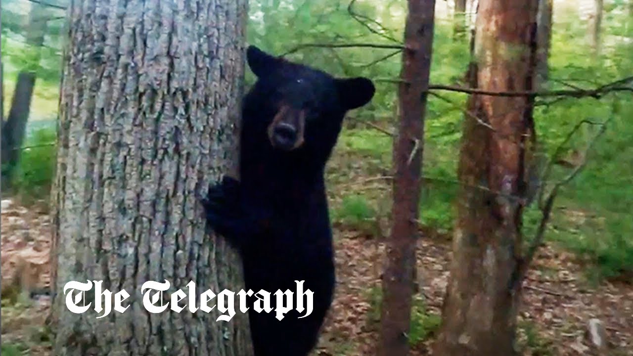 Homeowner chases trespassing black bear up a tree using drone - YouTube