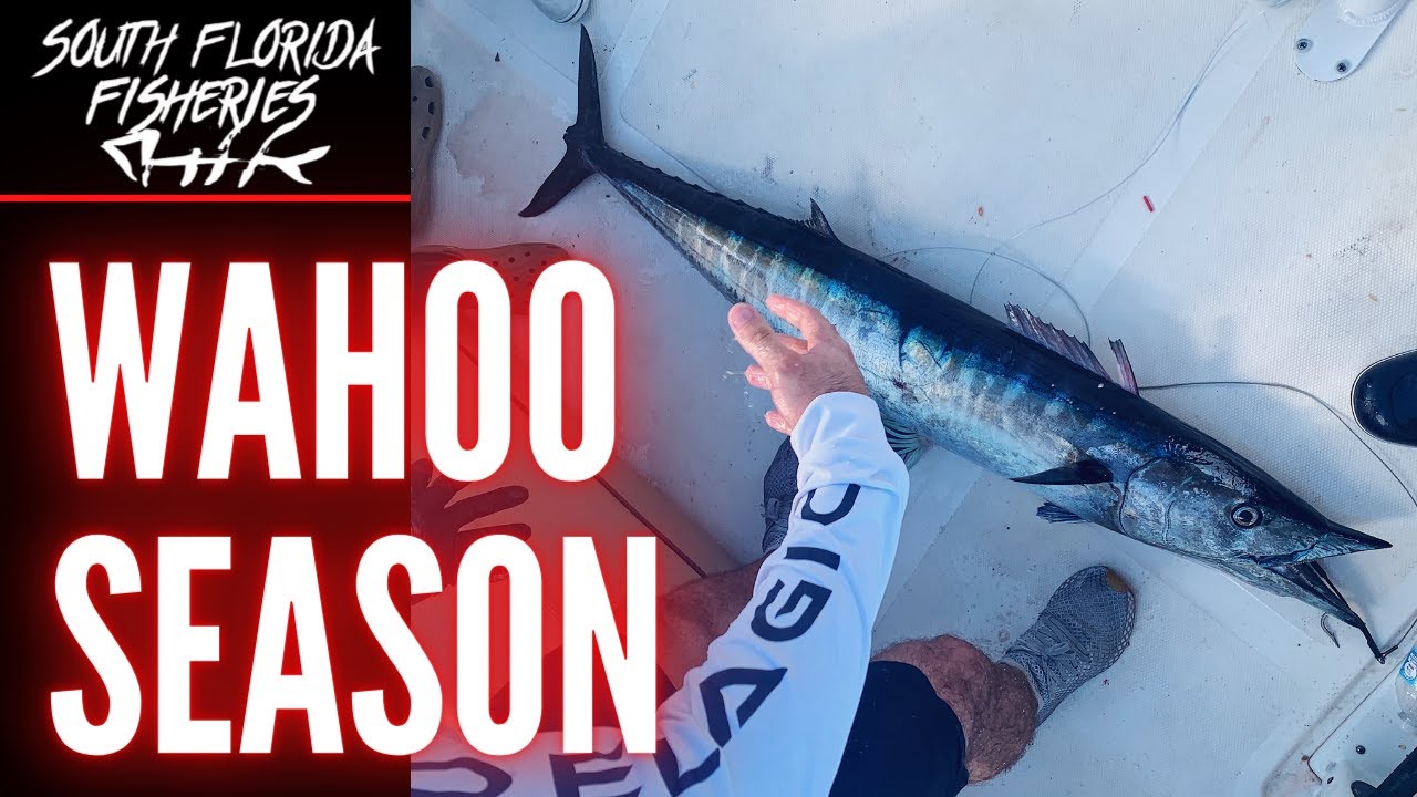 HIGH SPEED TROLLING for WAHOO in Key Largo (Catch Clean and Cook) - YouTube