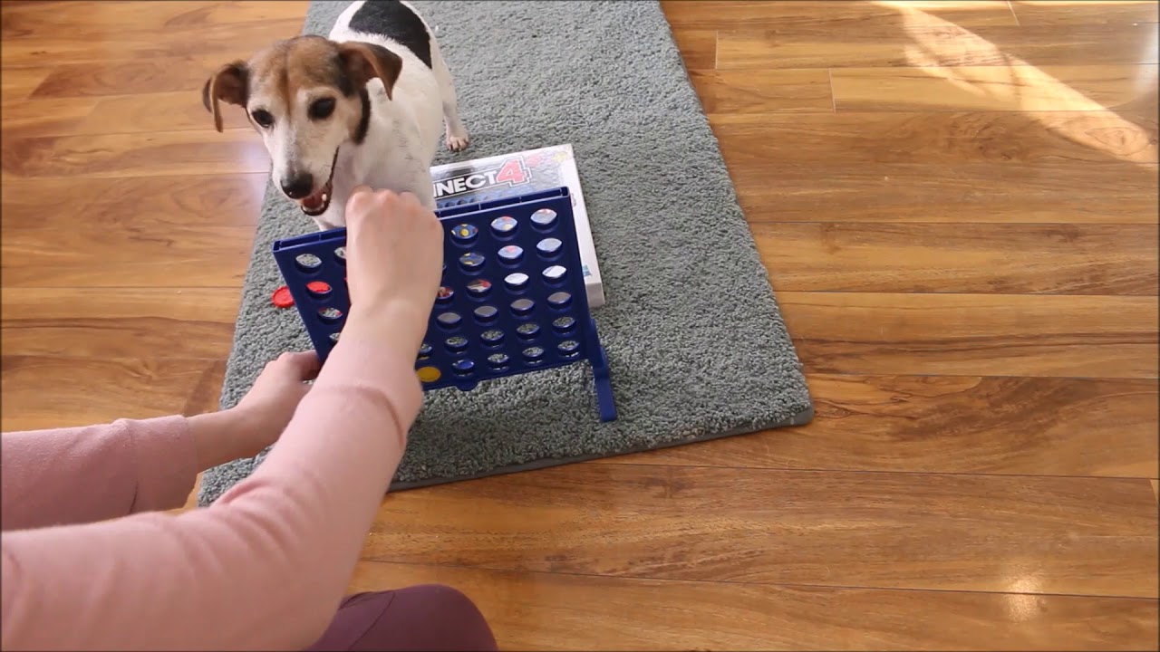 DOGS CAN PLAY CONNECT 4 YouTube DOGS CAN PLAY CONNECT 4 YouTube