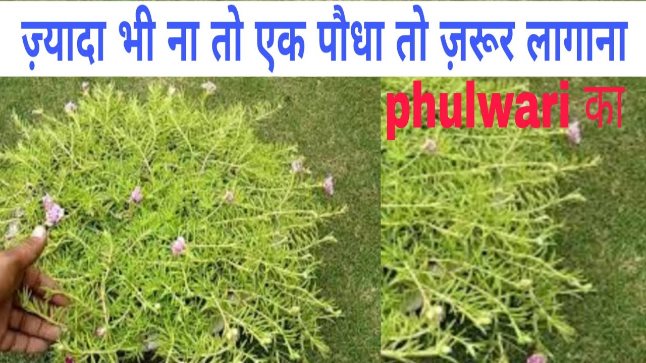Phulwari Plant Hai Ye | फुलवारी का पौधा - YouTube