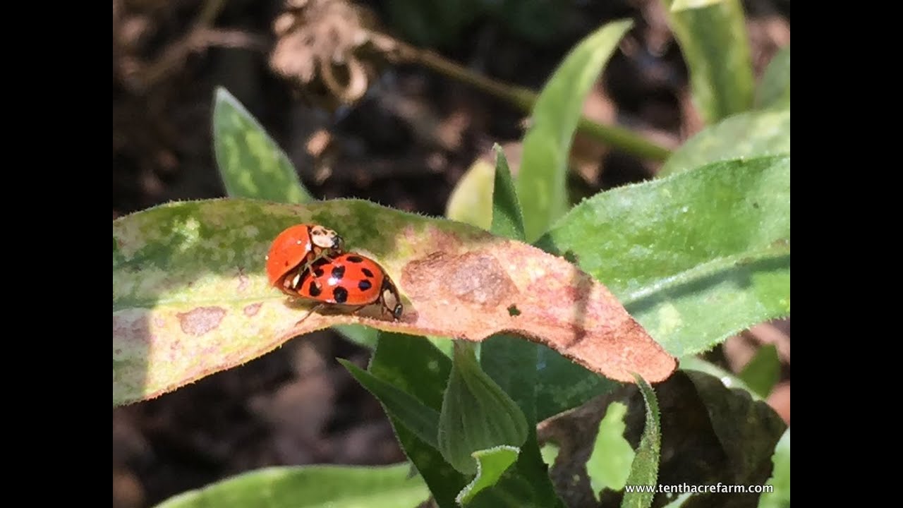 Ladybugs Mating - YouTube