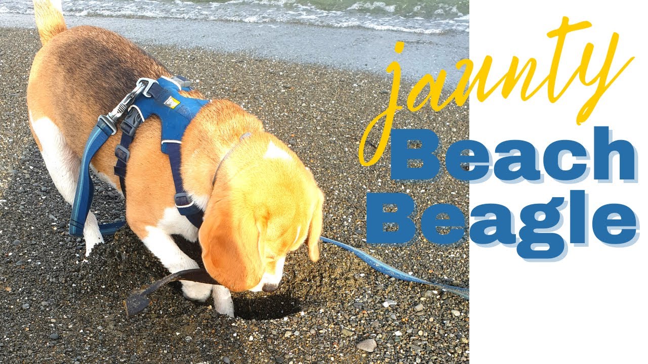 Cute Beagle's Jaunty Walk on the Beach - YouTube