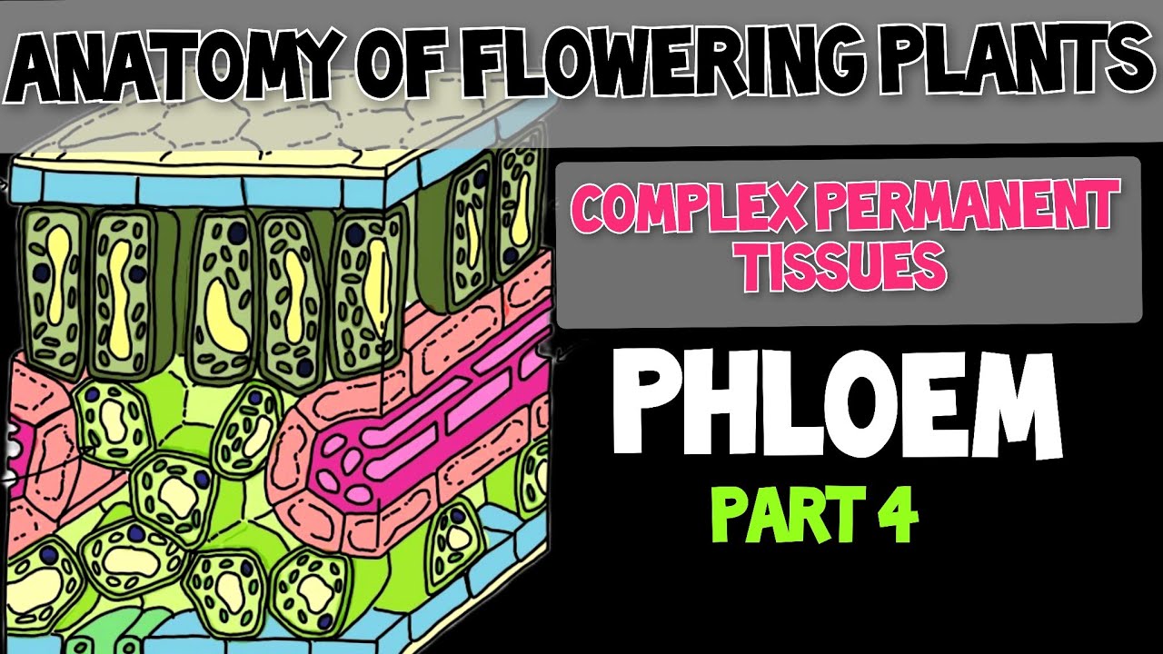 Phloem ll Complex permanent tissues ll Anatomy of flowering plants ll ...