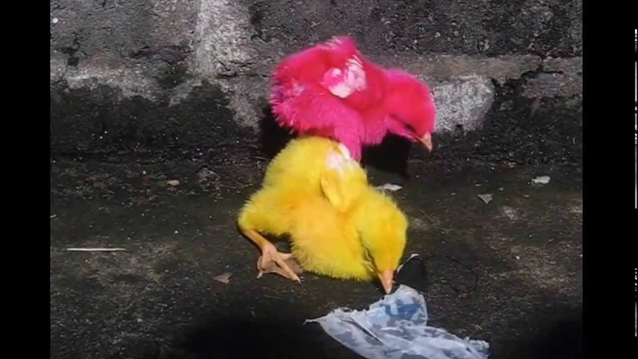 pollitos de colores - YouTube