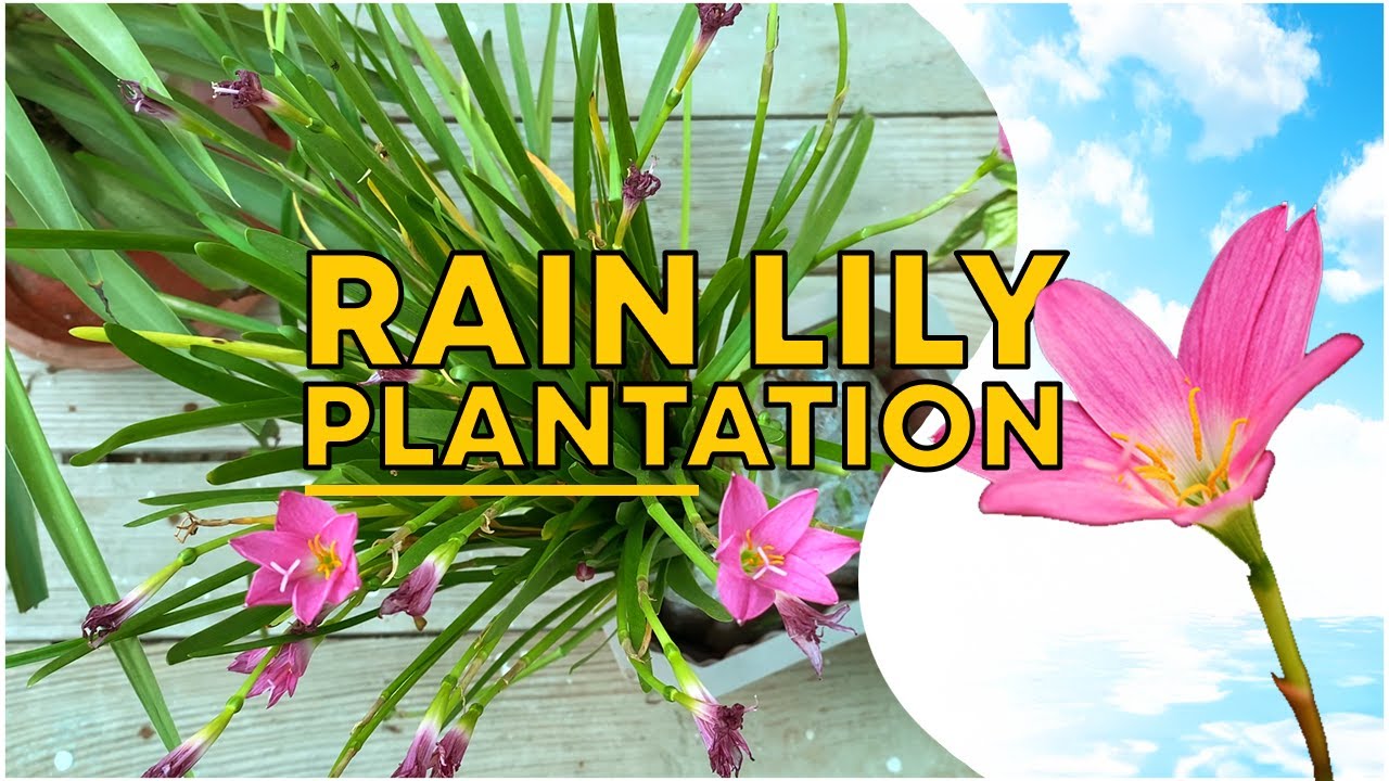 Planting Rain Lilies: A Fun and Easy Gardening Project | pt. 1 - YouTube