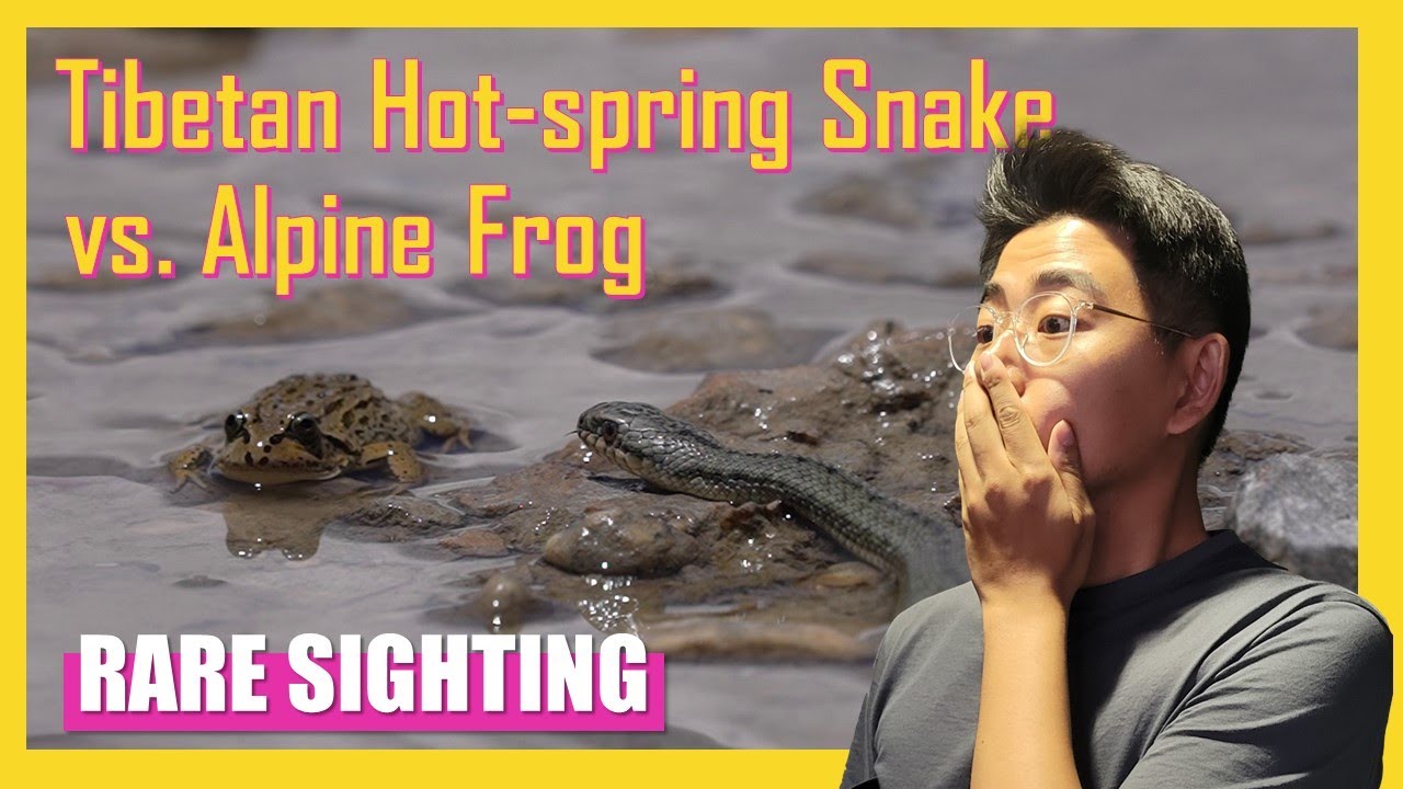 Tibet Hot Spring Snake vs. Alpine Frog - YouTube