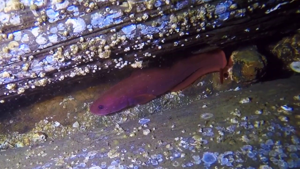 Red Brotula - YouTube