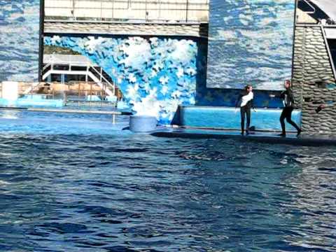Shamu - Believe Show at Seaworld - YouTube
