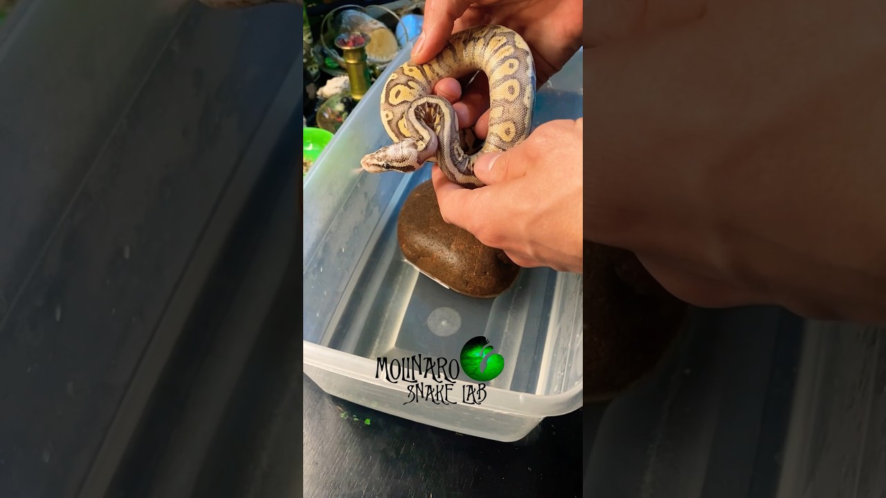 Did your snake have a bad shed? #molinarosnakelab #diy #shorts #royalpython #python #sawa #अजगर ...