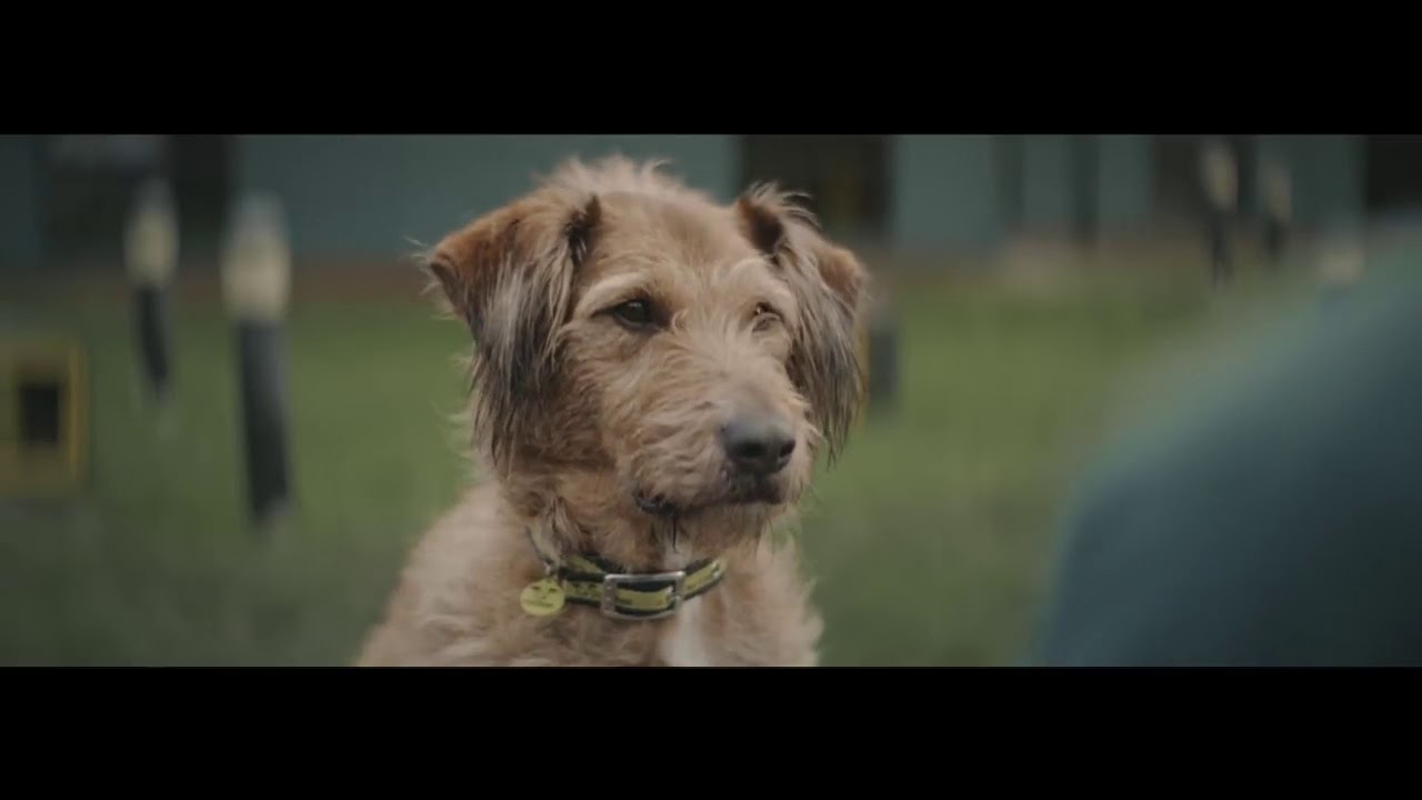 Dogs Trust Advert Remake - YouTube