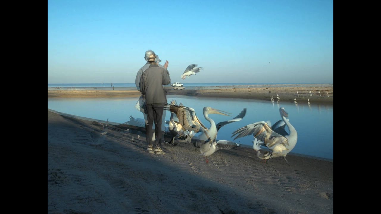 The Pelican Lady - YouTube