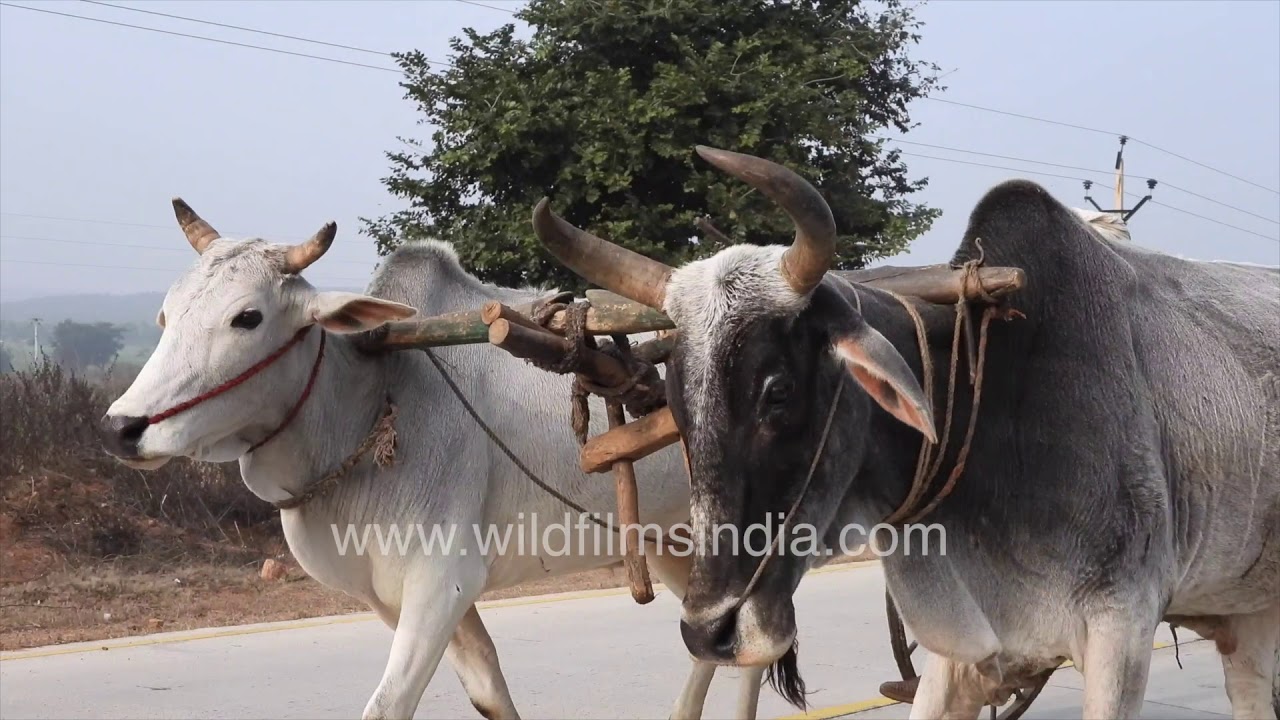 Bullock cart in India - now a rare sight even in rural Madhya Pradesh ...