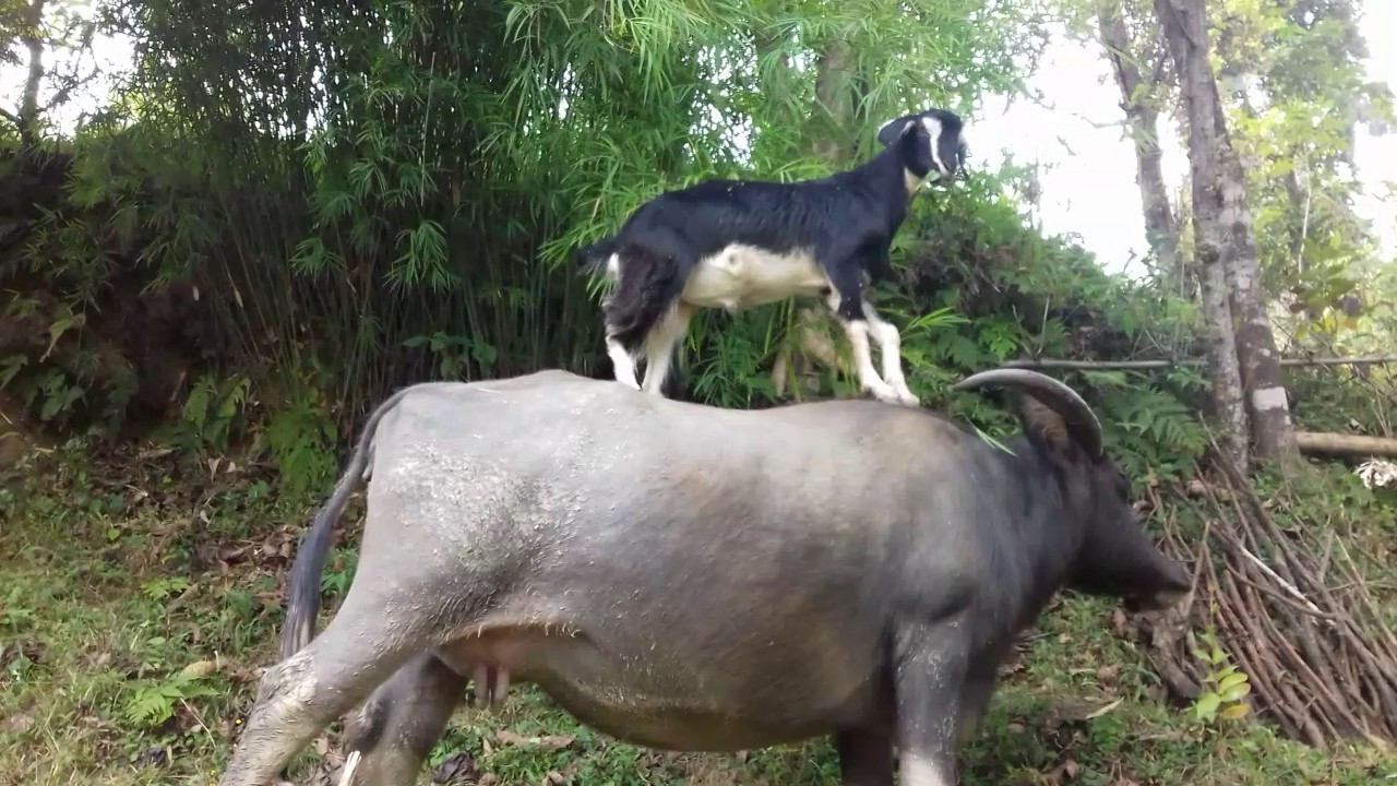 friendship between buffalo and goat - YouTube