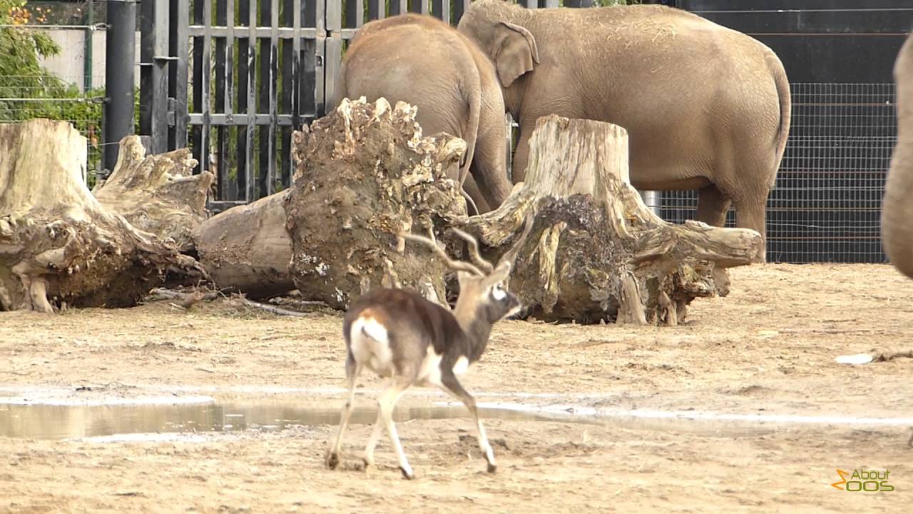 Three elephant calves, a peaceful herd and one elephant angry with a ...