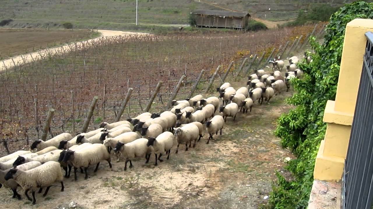 Just another day: a sheep stampede at a vineyard - YouTube