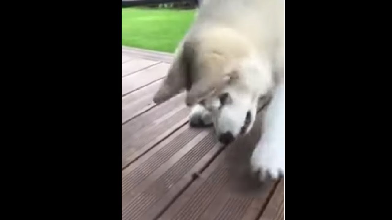 Husky Puppy Chasing A Small Bee - YouTube