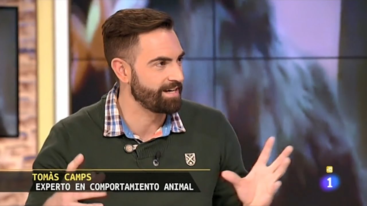 Tomàs Camps, etòleg de l'HCV al programa d'Hora Punta de TVE - secció ...