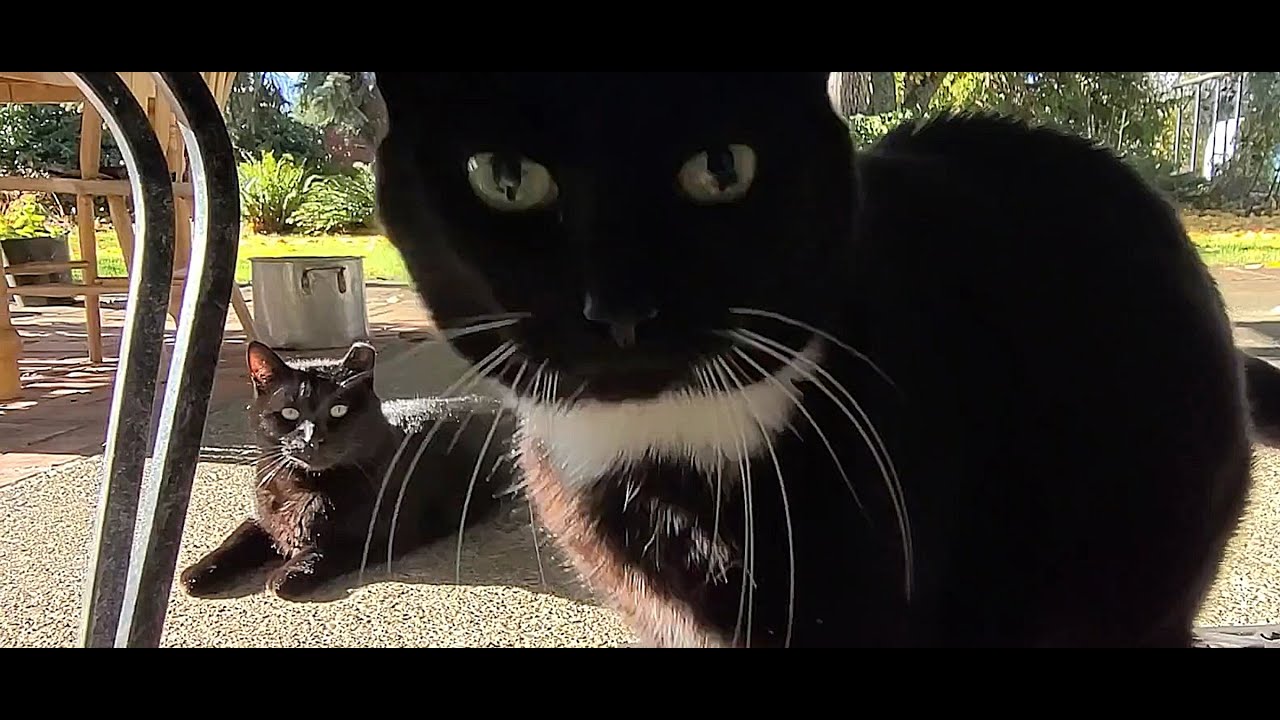 Mittens and Jimmy cat - YouTube