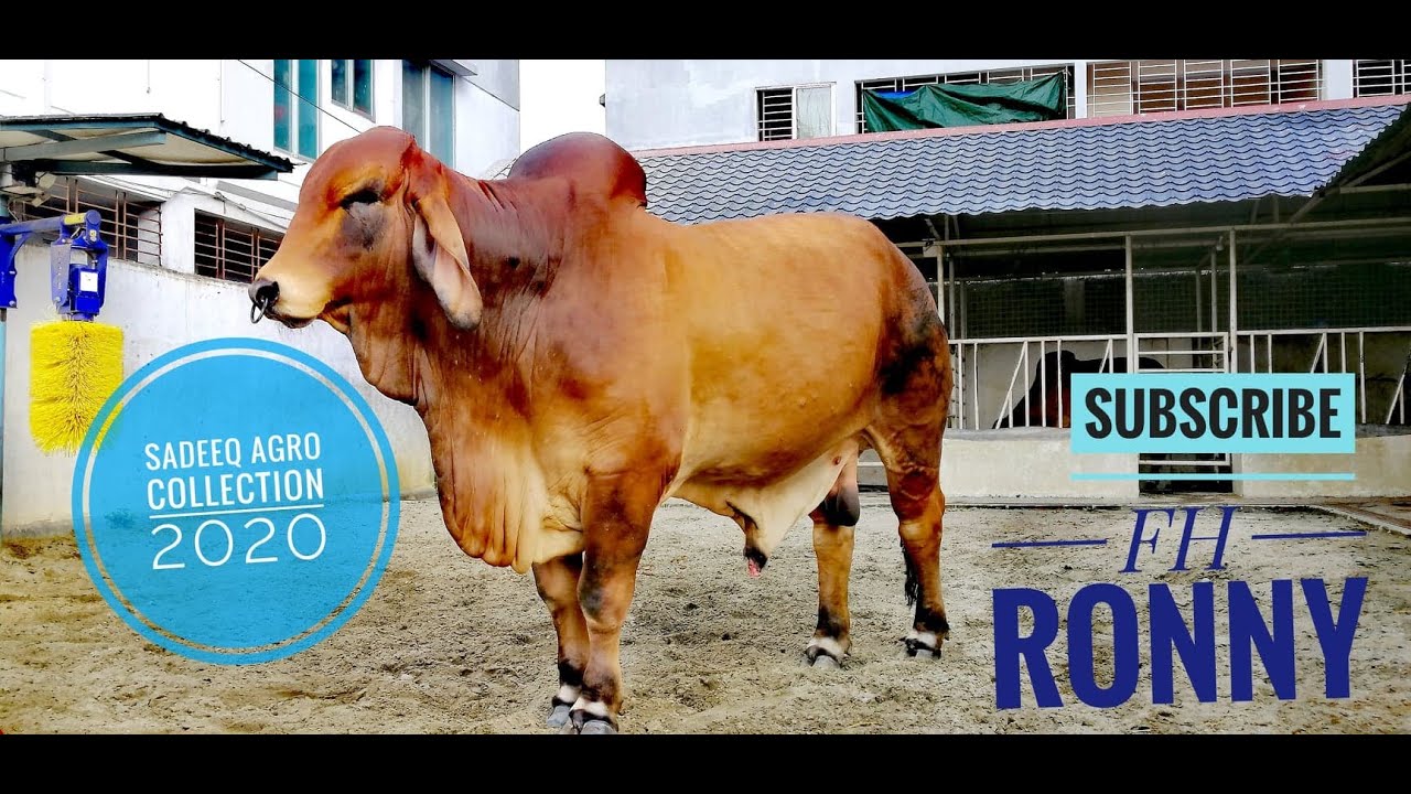 Sadeeq Agro Collection's 2020 Part-2 (Rojo) - YouTube
